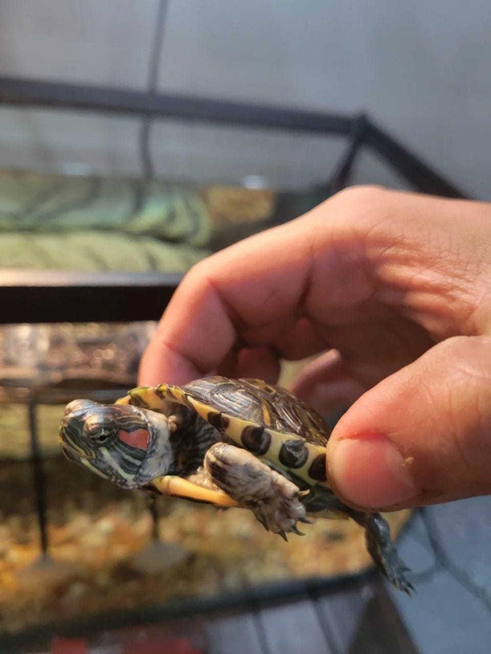 Turtle Skin Fungus: What It Looks Like, How to Treat It, and Stop It ...