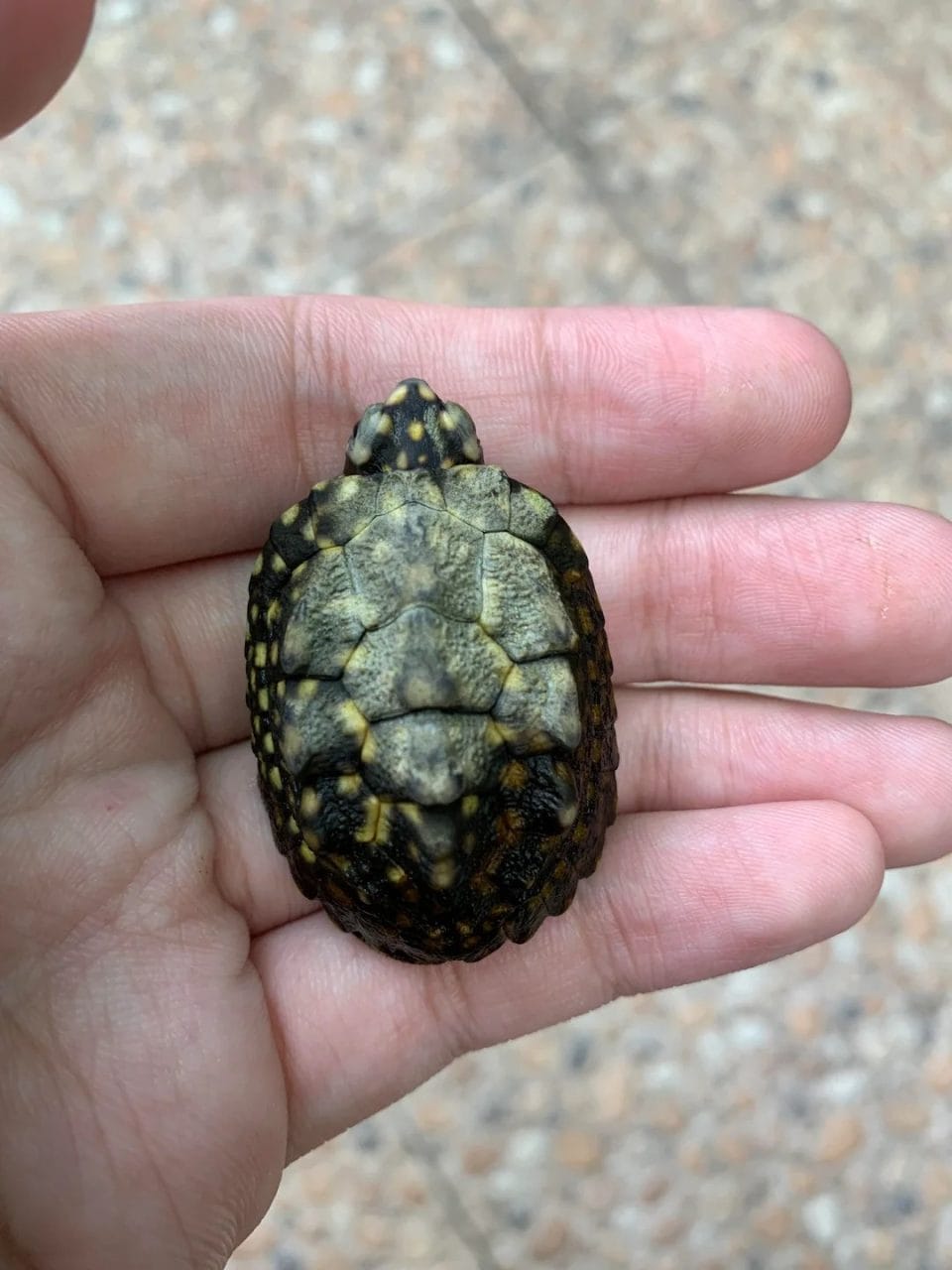 Can Turtles Transmit Diseases To Humans? [Health Risks] – The Turtle Hub