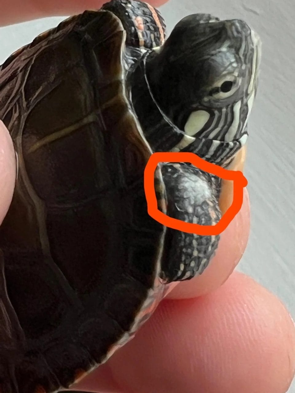 Turtle Skin Fungus: What It Looks Like, How to Treat It, and Stop It ...
