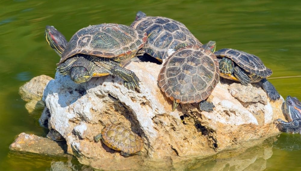 15 Incredible Turtle Facts That Will Amaze You! – The Turtle Hub