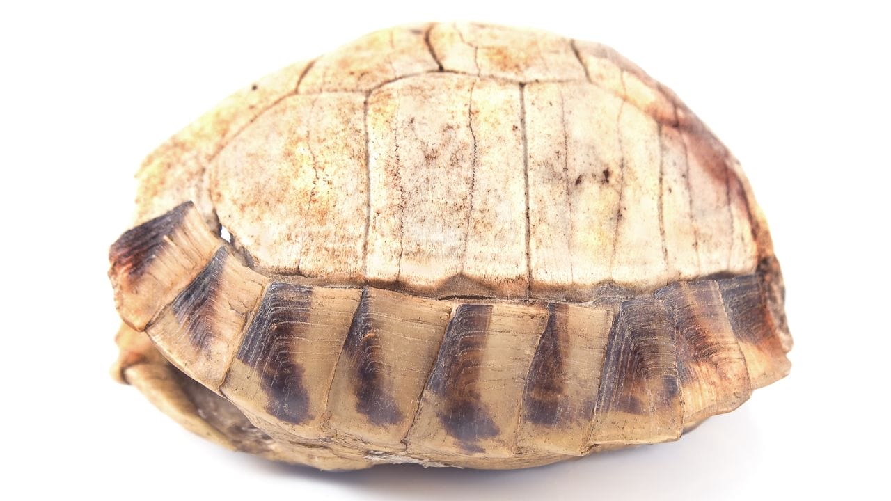 What Does A Turtle Look Like Without A Shell? – The Turtle Hub