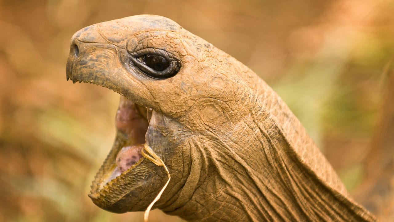 8 Weird Noises Tortoises Make & Their Explanations – The Turtle Hub