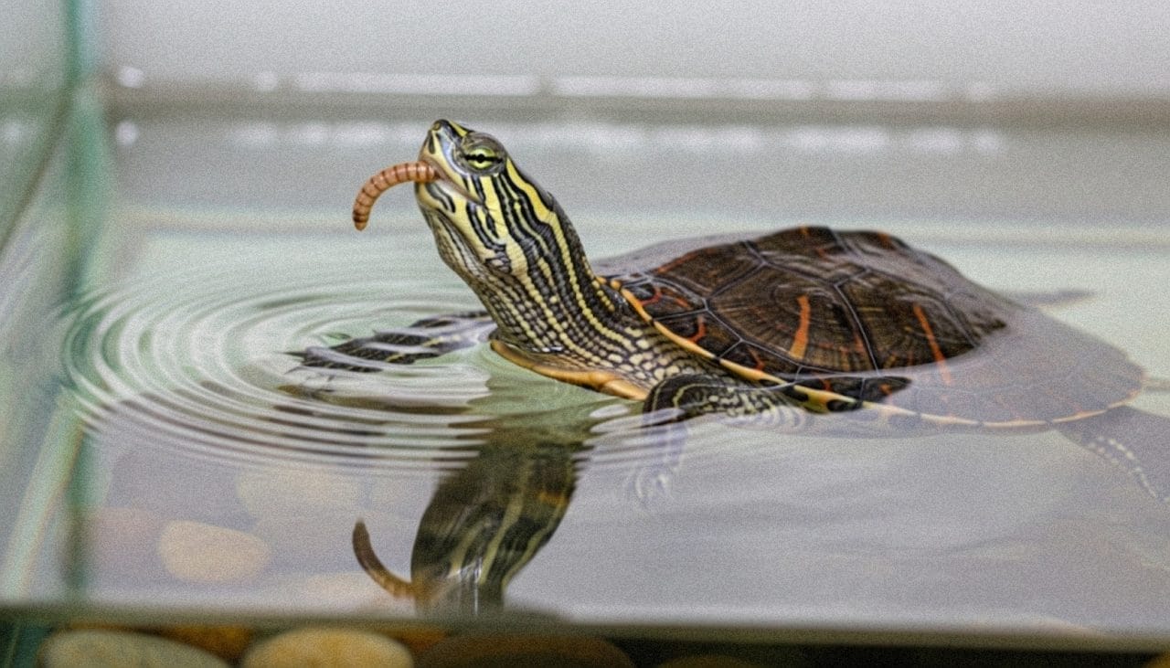 Can Turtles Eat Worms? [Safe Worms List] – The Turtle Hub