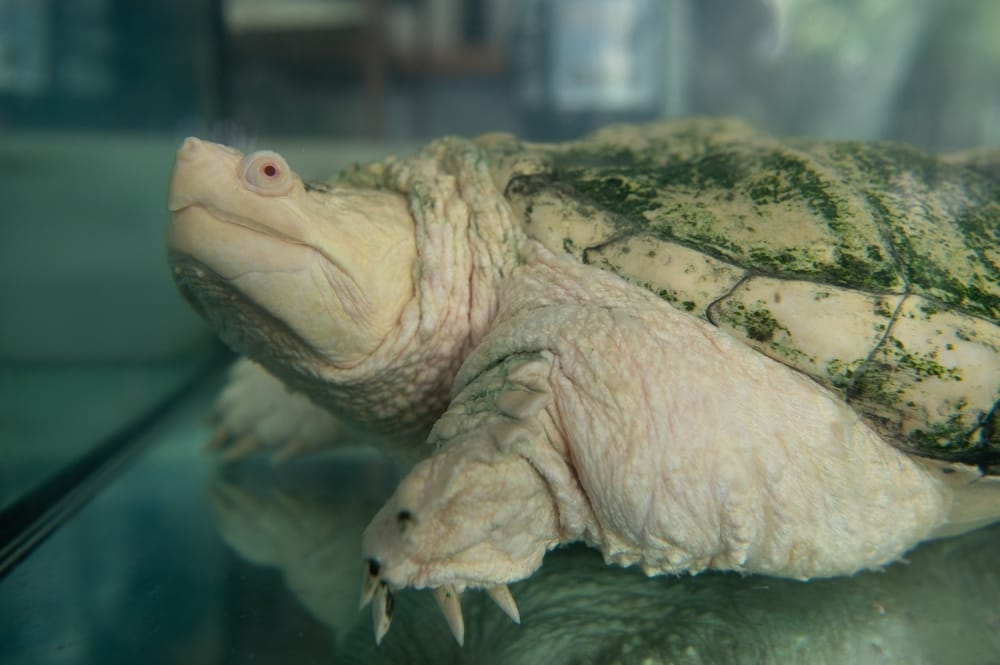 Ultimate Snapping Turtle Tank Setup Guide (Don’t Make These Mistakes ...