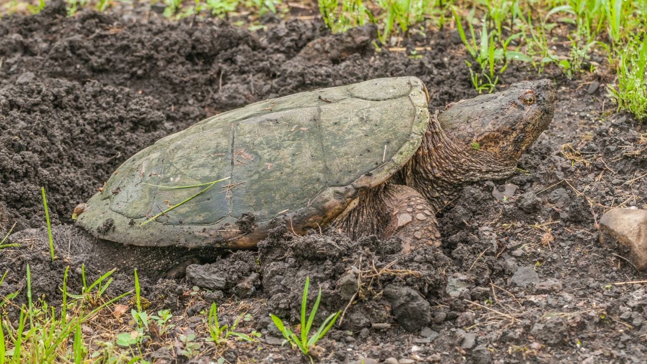 Where Do Snapping Turtles Live In The Wild? – The Turtle Hub