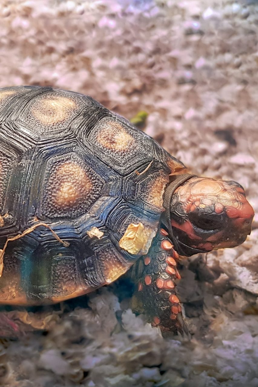 10 Tortoise Breeds Every Beginner Will Love (and Can Actually Care For ...