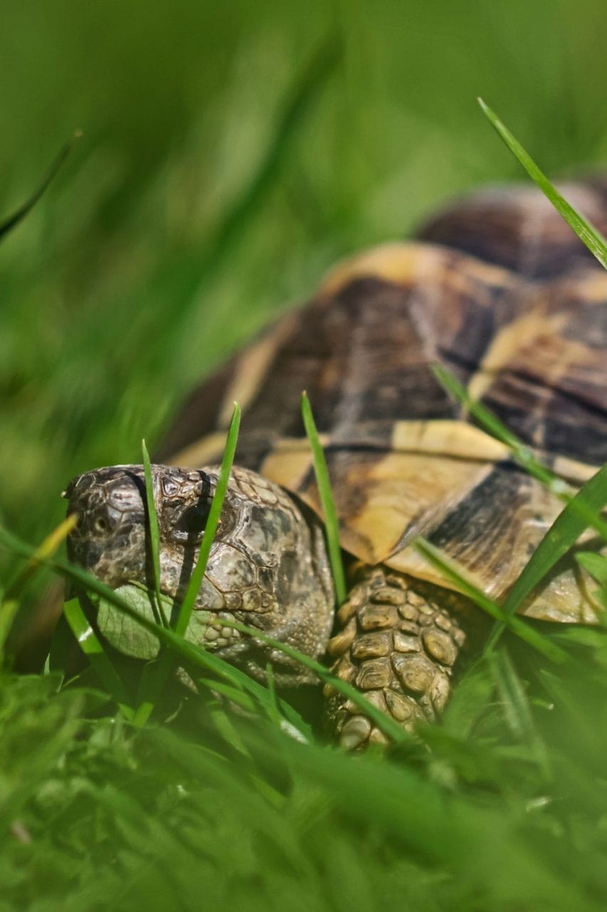 The 5 Smallest Tortoises You Can Keep as Pets (and Why They’re Perfect ...