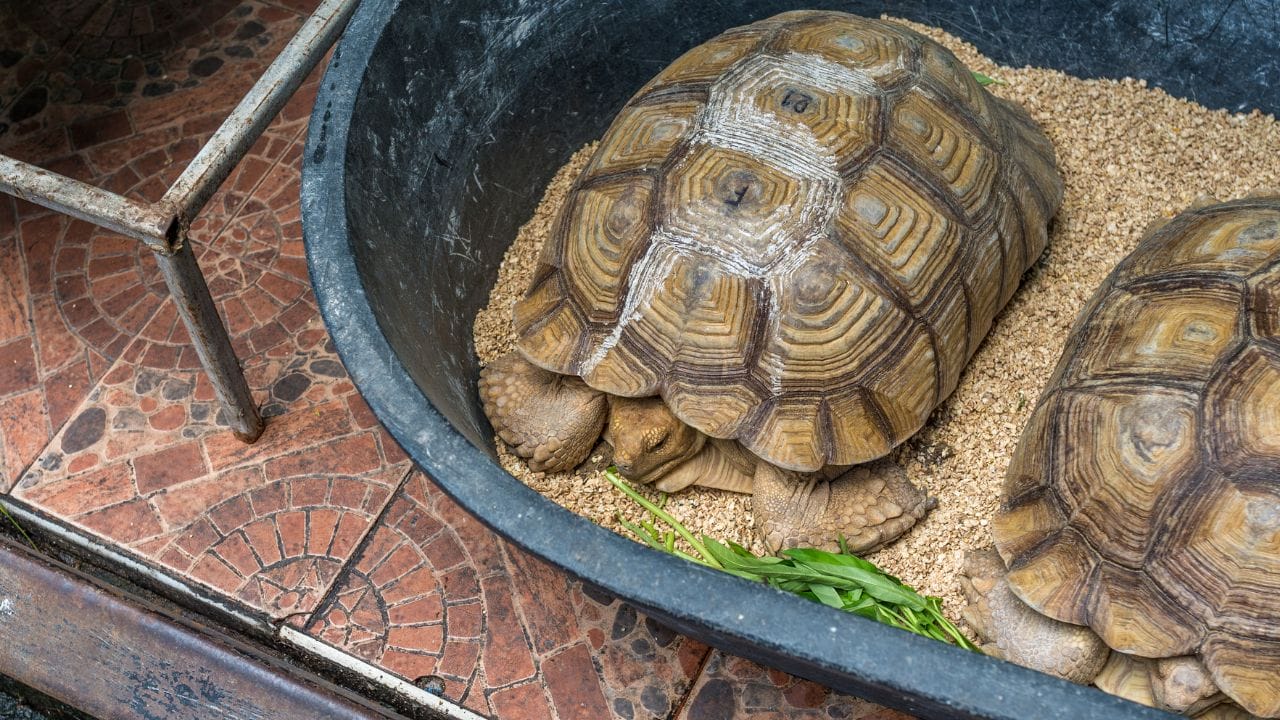 Tortoise Poop & What It Tells About Tortoise’s Health – The Turtle Hub