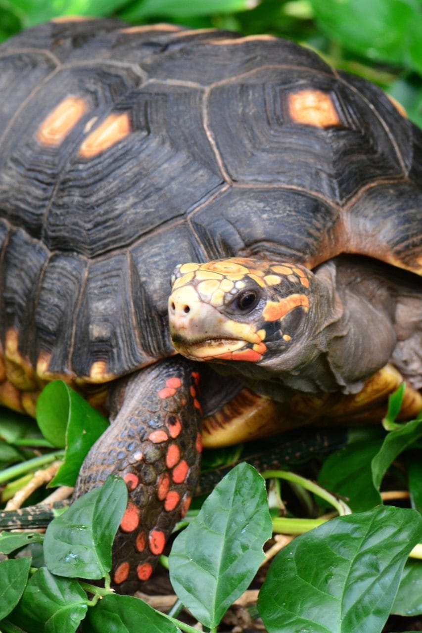 Different Types of Tortoises: A Comprehensive Guide – The Turtle Hub