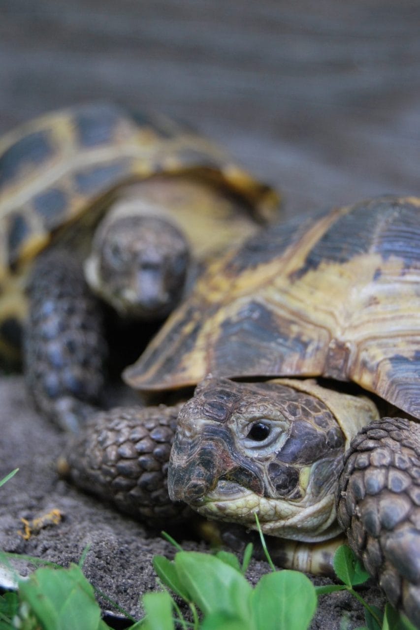 The 5 Smallest Tortoises You Can Keep as Pets (and Why They’re Perfect ...