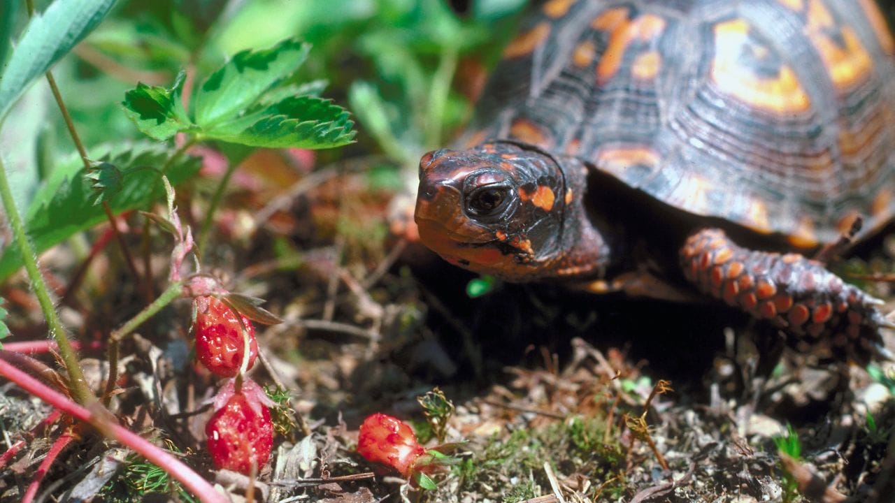 What Vegetables Can Box Turtles Eat? [Safe & Unsafe List] – The Turtle Hub
