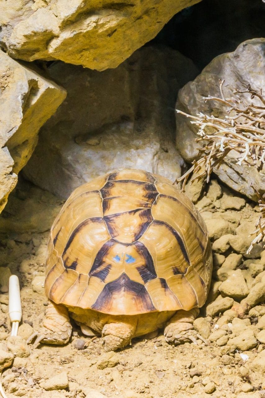 The 5 Smallest Tortoises You Can Keep as Pets (and Why They’re Perfect ...