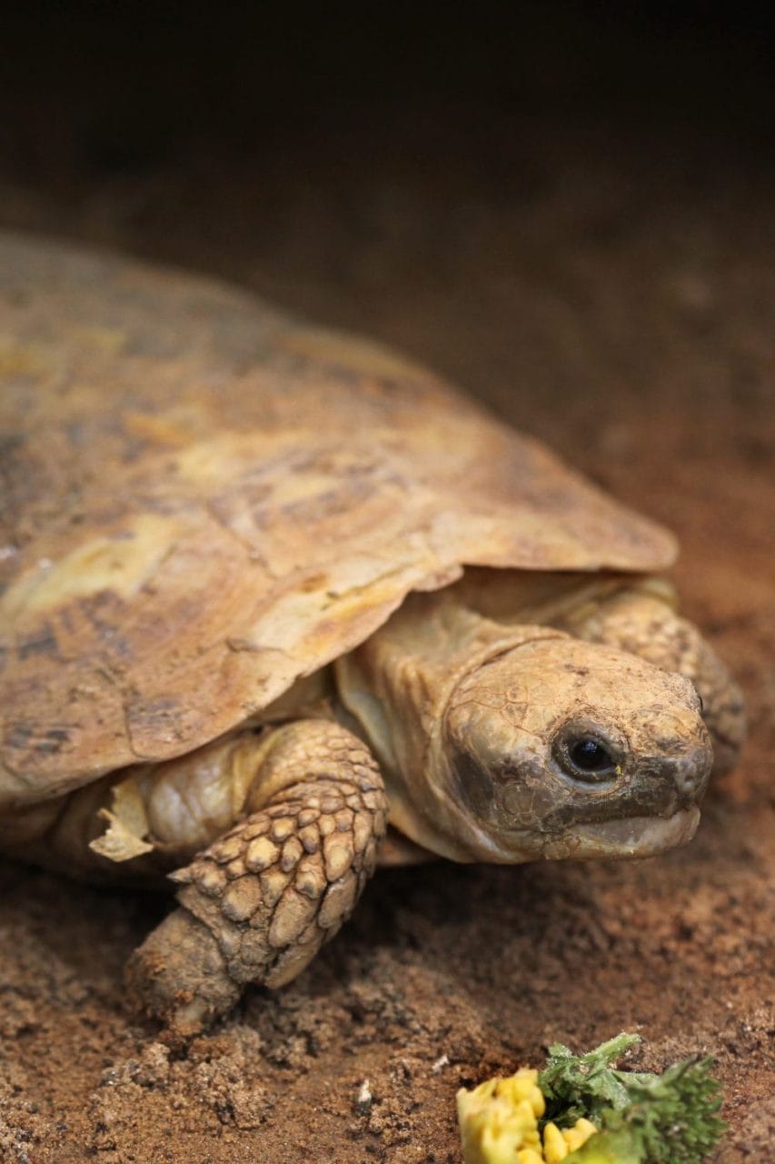 8 Tortoise Shell Types That Prove Nature Doesn’t Do Boring – The Turtle Hub