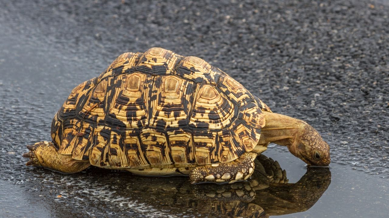 Pyramiding In Tortoise: Causes, Prevention, Treatment – The Turtle Hub