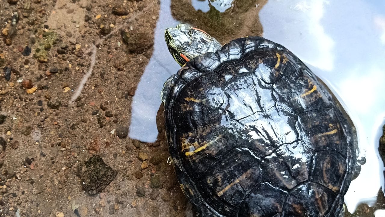 Do Turtles Hate Black Color? – The Turtle Hub
