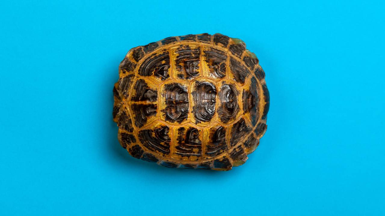 Turtle Shell Rot Vs Shedding: How To Differentiate Them? – The Turtle Hub