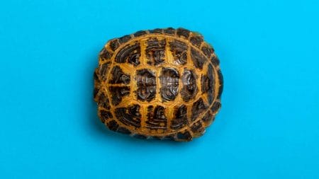 10 Surprising Facts About Turtle Shell Patterns You Never Knew – The ...