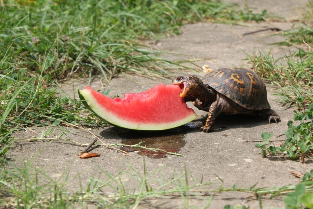 What Vegetables Can Box Turtles Eat? [Safe & Unsafe List] – The Turtle Hub