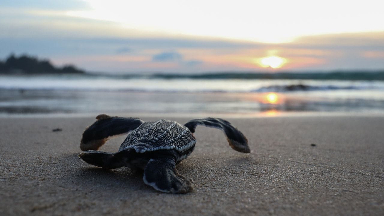 Turtles & Tortoises In Chinese Culture: Art, Symbolism, History – The ...