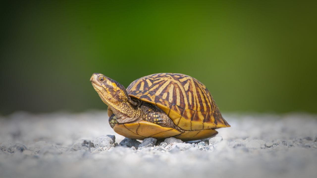 How Can I Ship My Turtle? [Foolproof Guide] – The Turtle Hub
