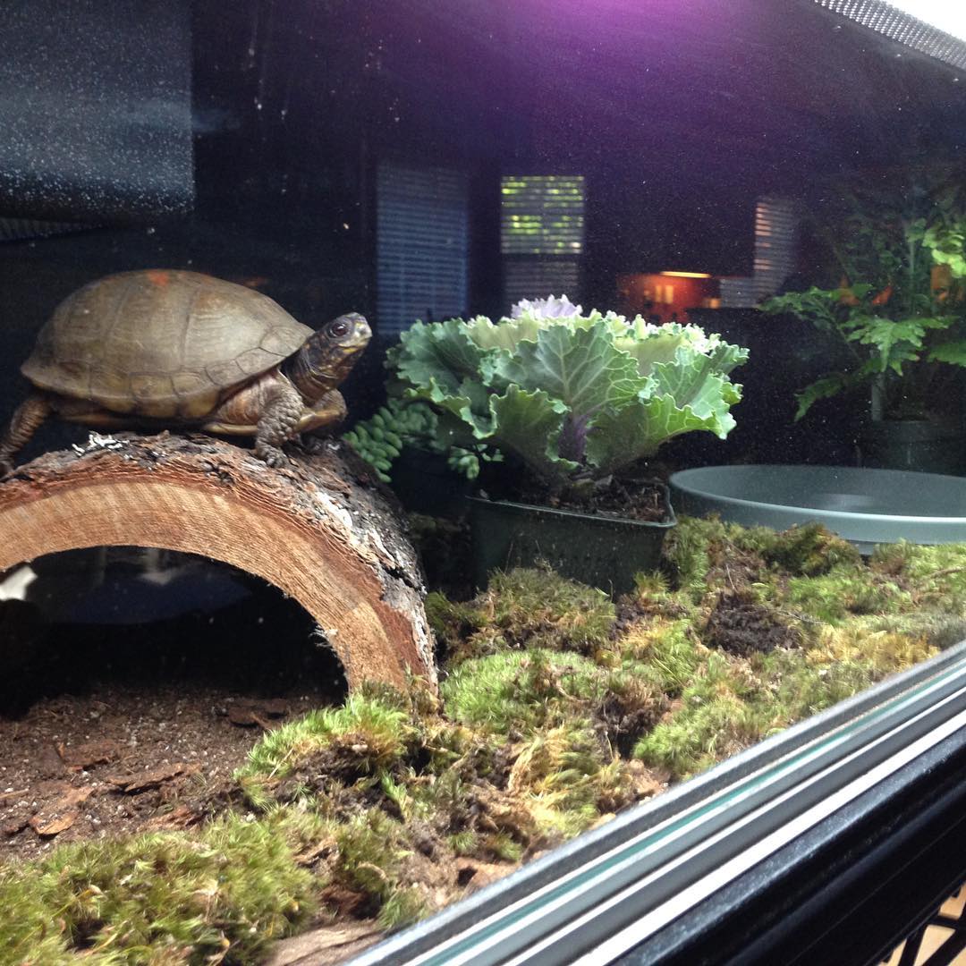 25 DIY Box Turtle Habitat Ideas & Inspirations For Beginners – The ...