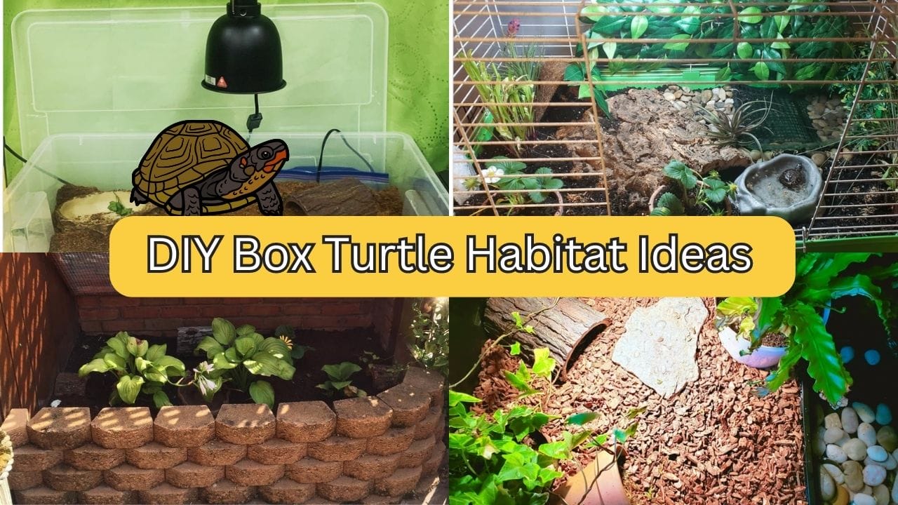 25 DIY Box Turtle Habitat Ideas & Inspirations For Beginners – The ...