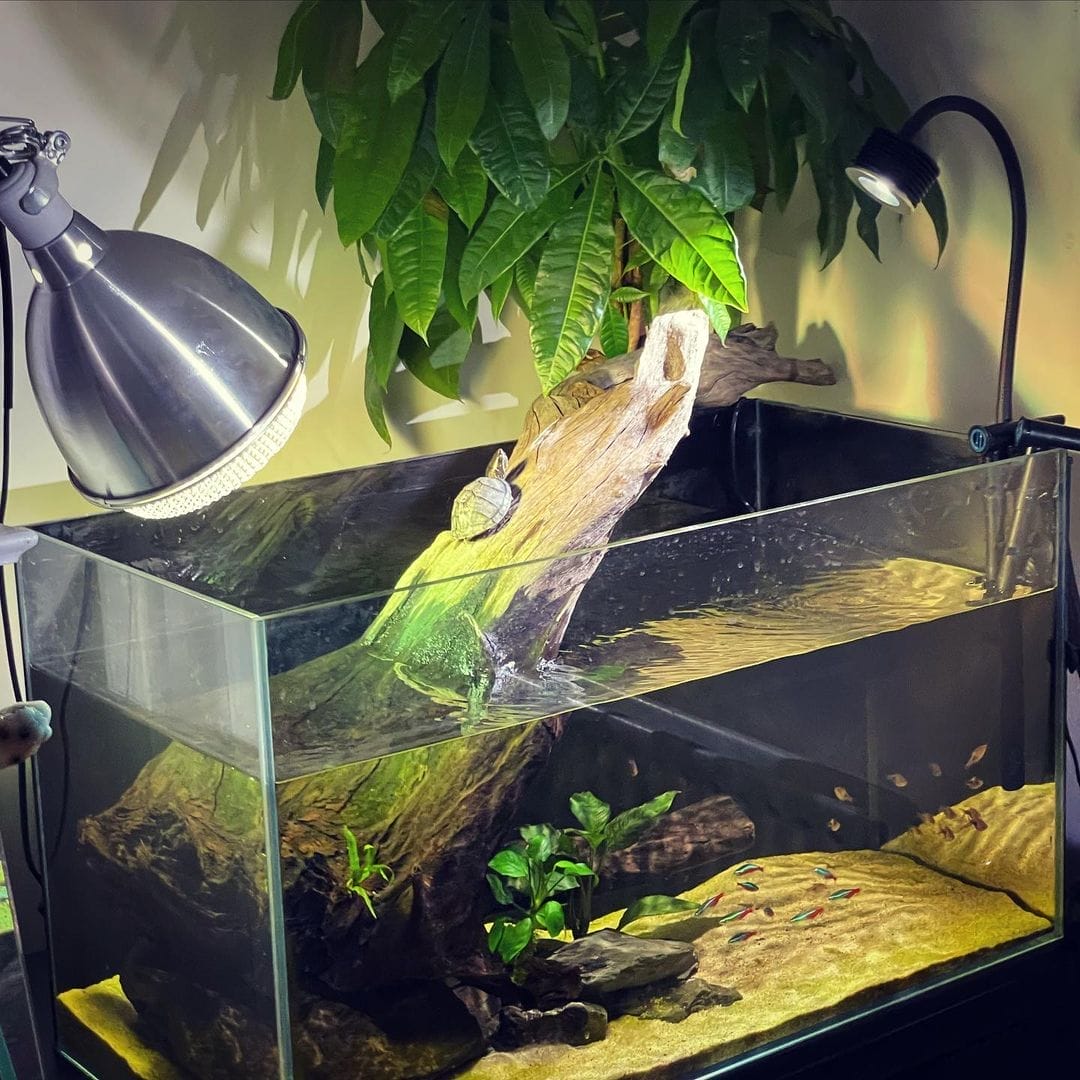 11 Turtle Habitat Design Ideas That Will Make You Rethink Space – The ...