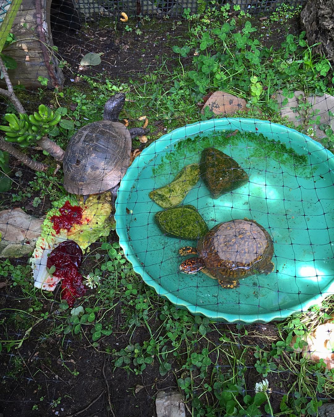 How to Build the Ultimate Outdoor Box Turtle Habitat (Step-by-Step ...