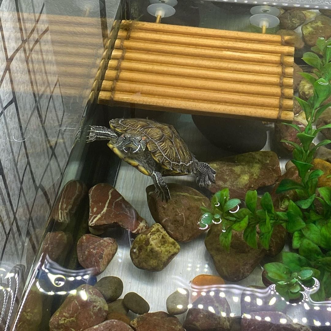 28 Turtle Tank Decoration Ideas You & Your Turtle Will Love – The ...