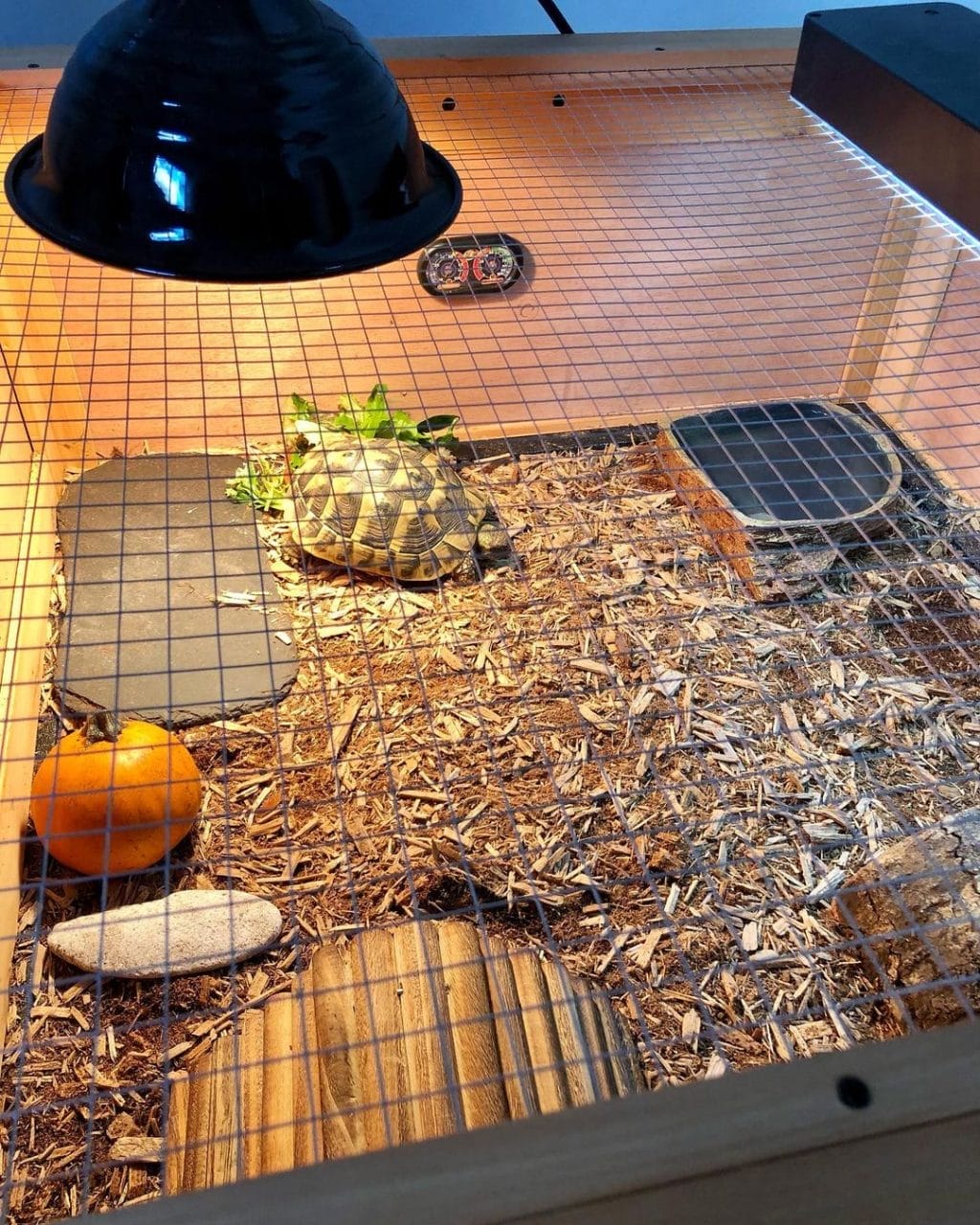 30 DIY Tortoise Enclosure Ideas For A Natural Haven – The Turtle Hub