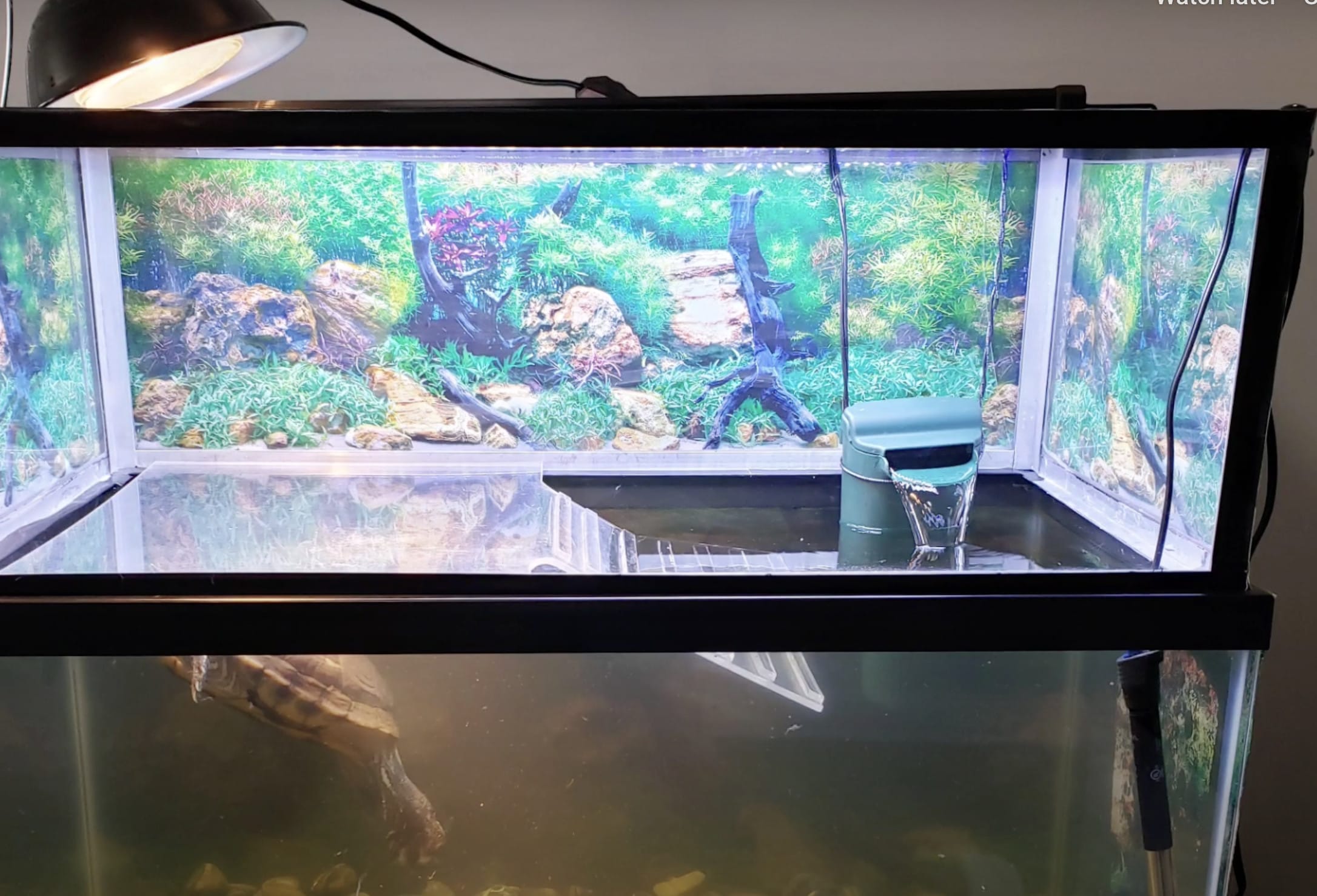 26 DIY Turtle Basking Area Ideas For A Perfect Sunning Spot – The ...