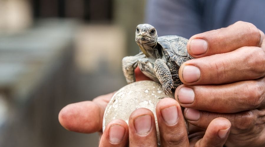 How To Tell If Tortoise Is Pregnant? – The Turtle Hub