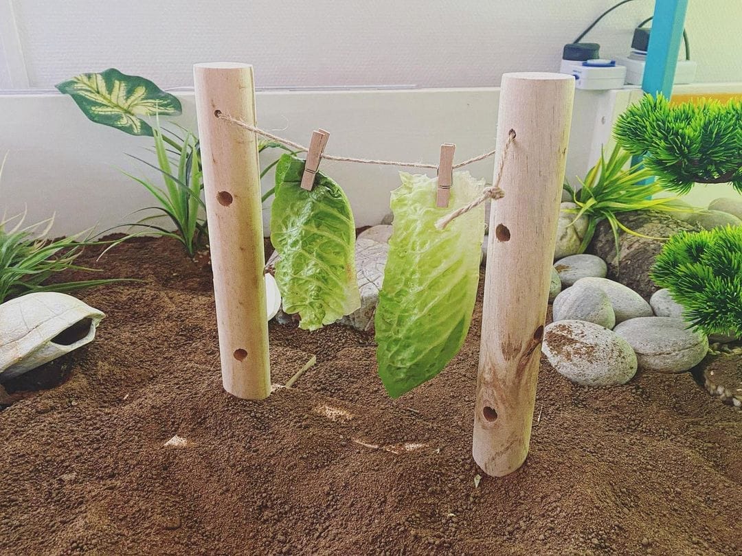 30 DIY Tortoise Enclosure Ideas For A Natural Haven – The Turtle Hub