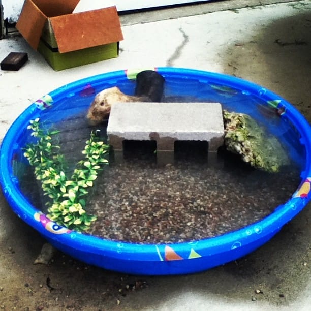 20 DIY Ideas For An Outdoor Turtle Habitat [Turtle Paradise] – The ...
