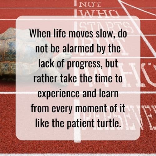 150 Turtle Quotes: Motivational, Inspirational, Cute, Funny, Love, Sea ...