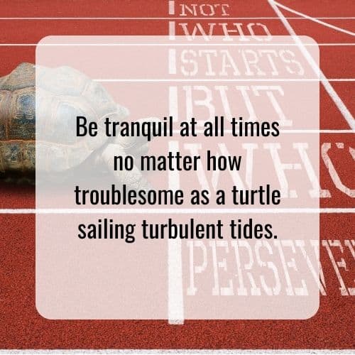 150 Turtle Quotes: Motivational, Inspirational, Cute, Funny, Love, Sea ...