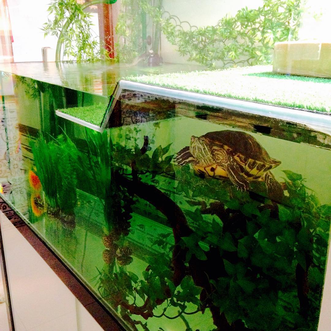 21 DIY Turtle Tank Ideas For Happy Turtles [Budget-Friendly] – The ...