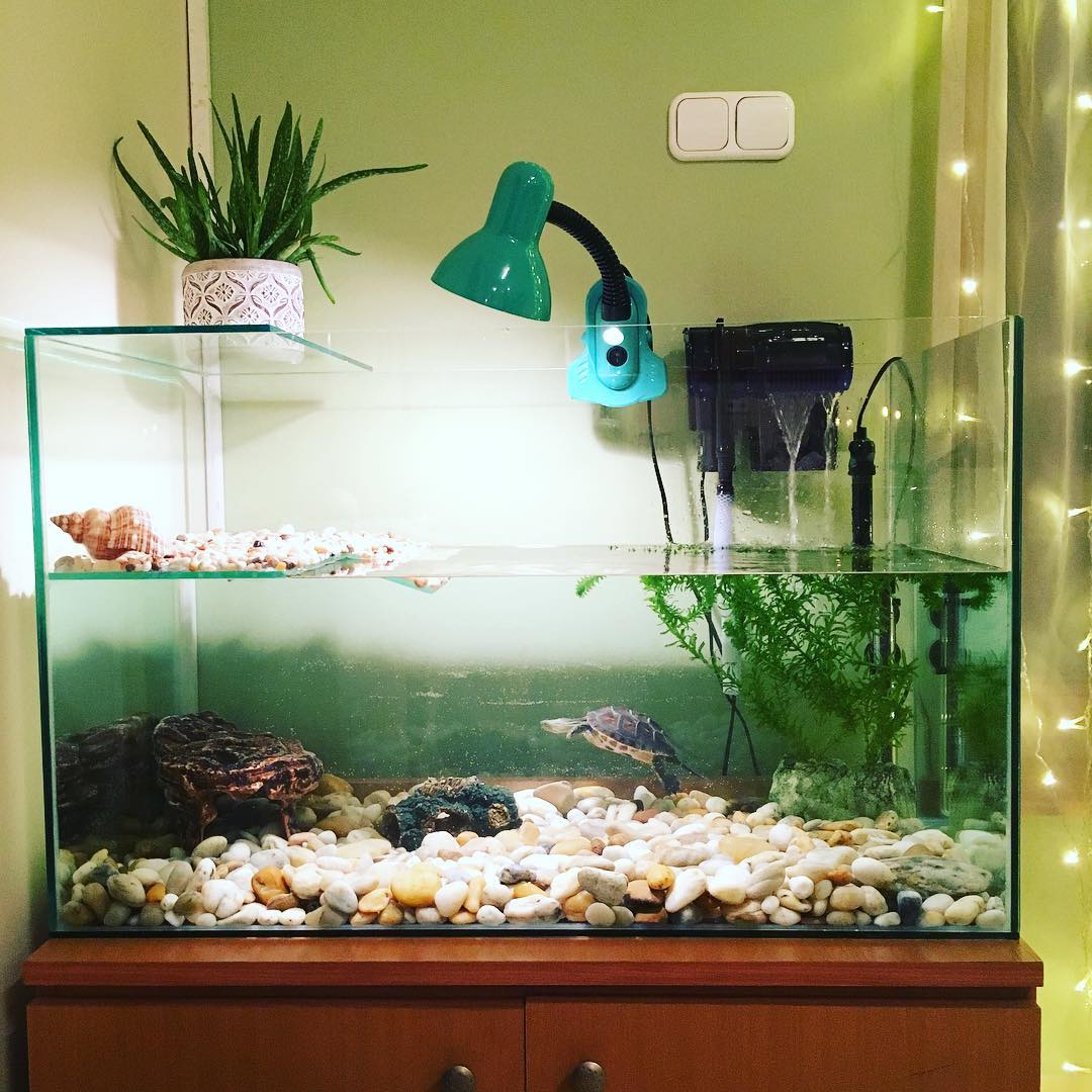 21 DIY Turtle Tank Ideas For Happy Turtles [Budget-Friendly] – The ...
