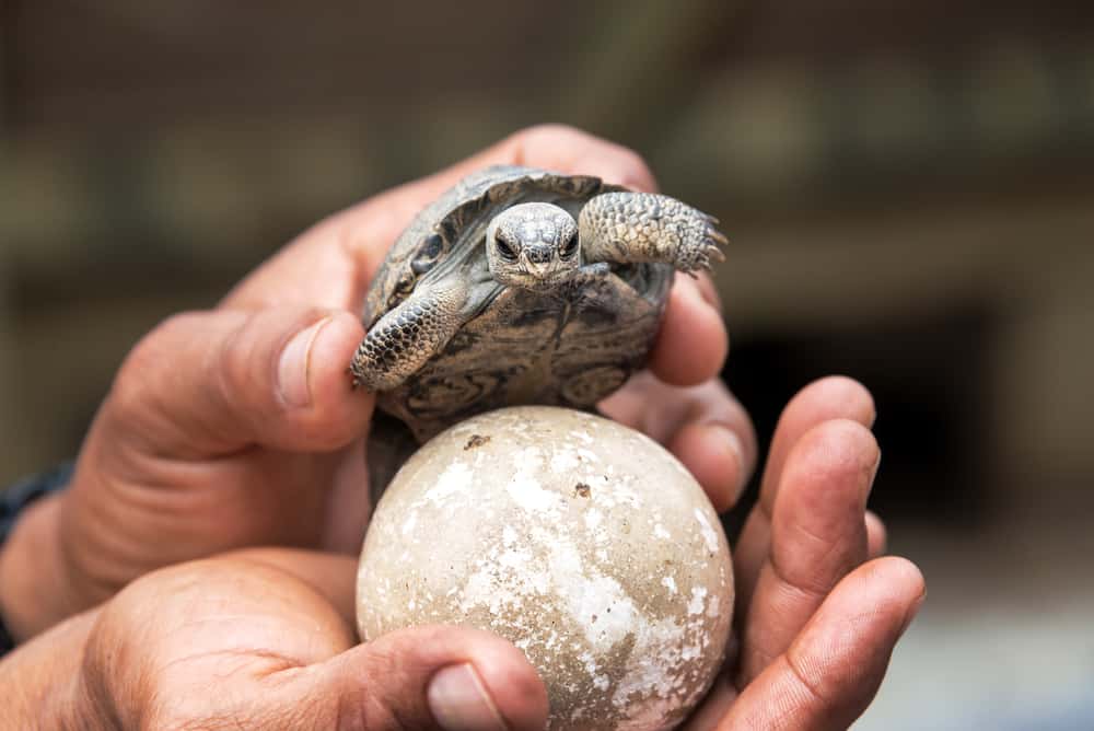 Feeding Newborn Turtles: DOs & DON’Ts For New Owners – The Turtle Hub