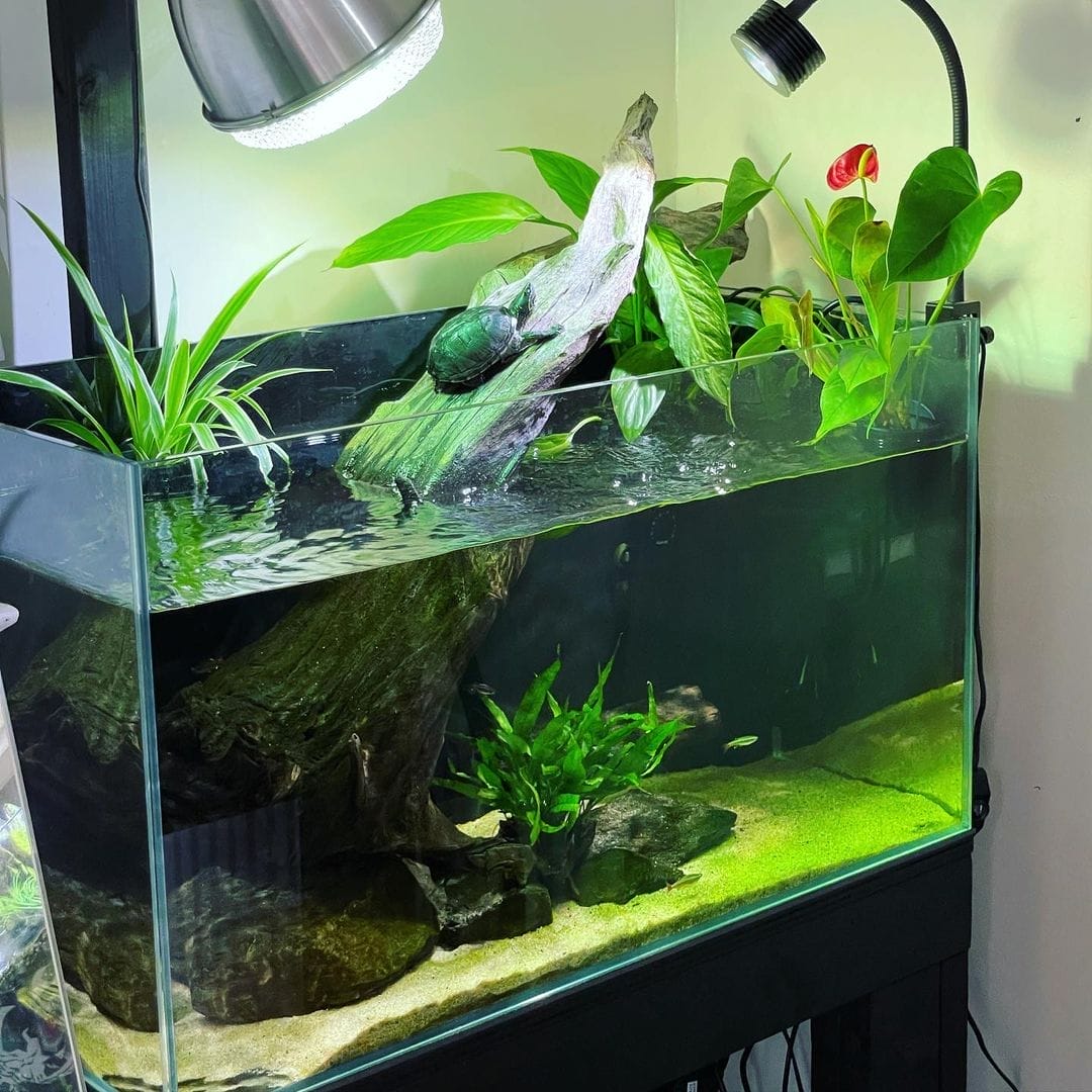 21 DIY Turtle Tank Ideas For Happy Turtles [Budget-Friendly] – The ...