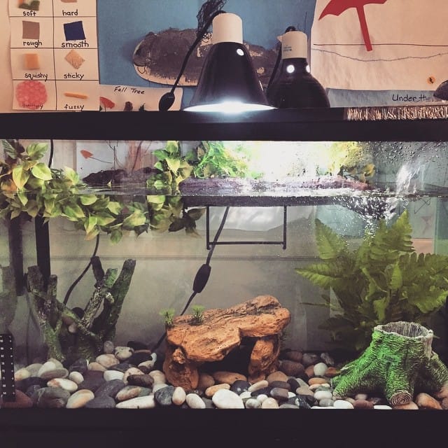 21 DIY Turtle Tank Ideas For Happy Turtles [Budget-Friendly] – The ...