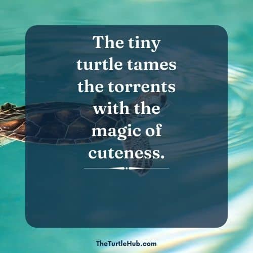 150 Turtle Quotes: Motivational, Inspirational, Cute, Funny, Love, Sea ...