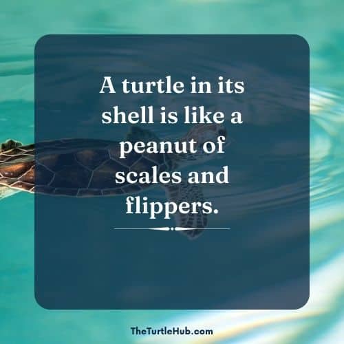 150 Turtle Quotes: Motivational, Inspirational, Cute, Funny, Love, Sea ...