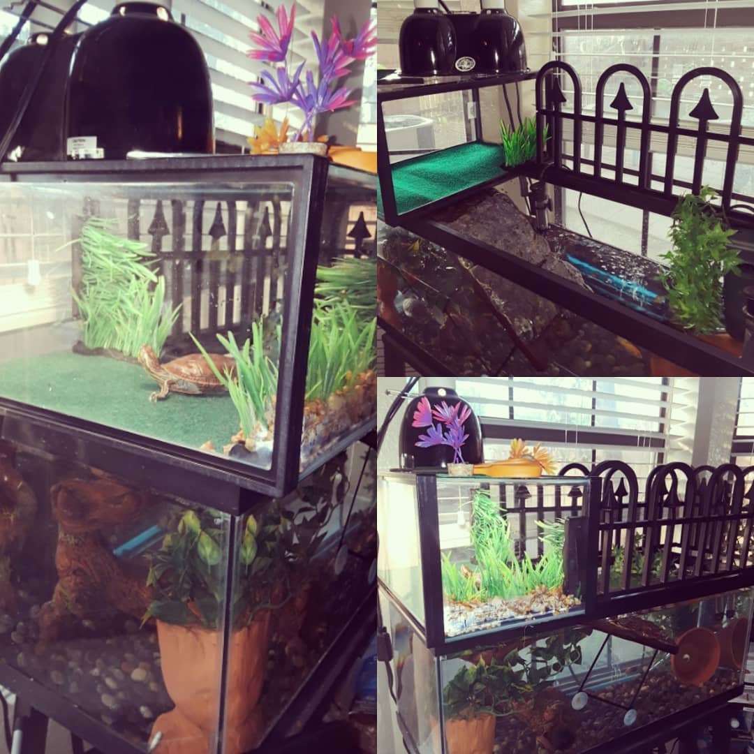 21 DIY Turtle Tank Ideas For Happy Turtles [Budget-Friendly] – The ...
