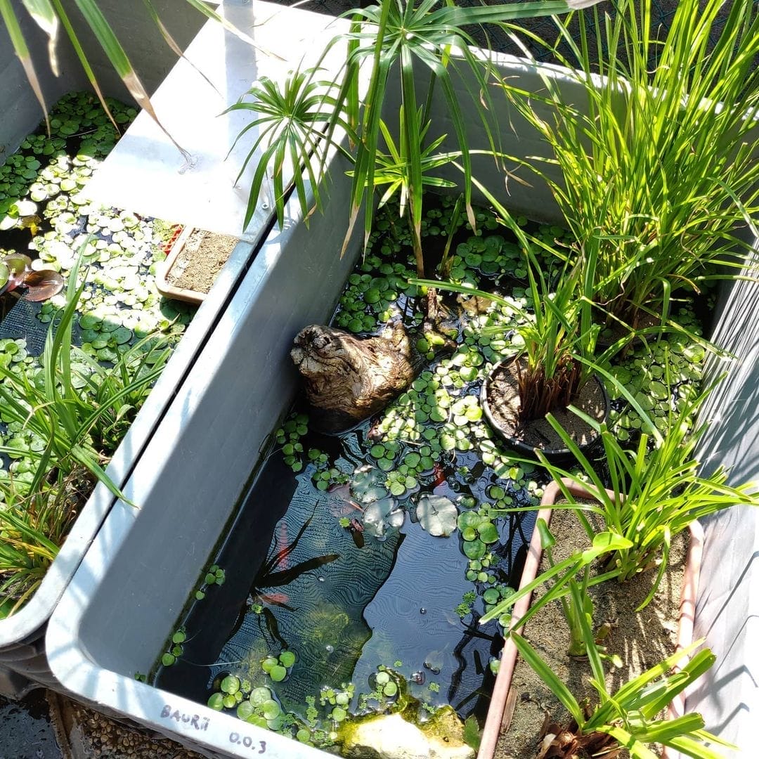 21 DIY Turtle Tank Ideas For Happy Turtles [Budget-Friendly] – The ...