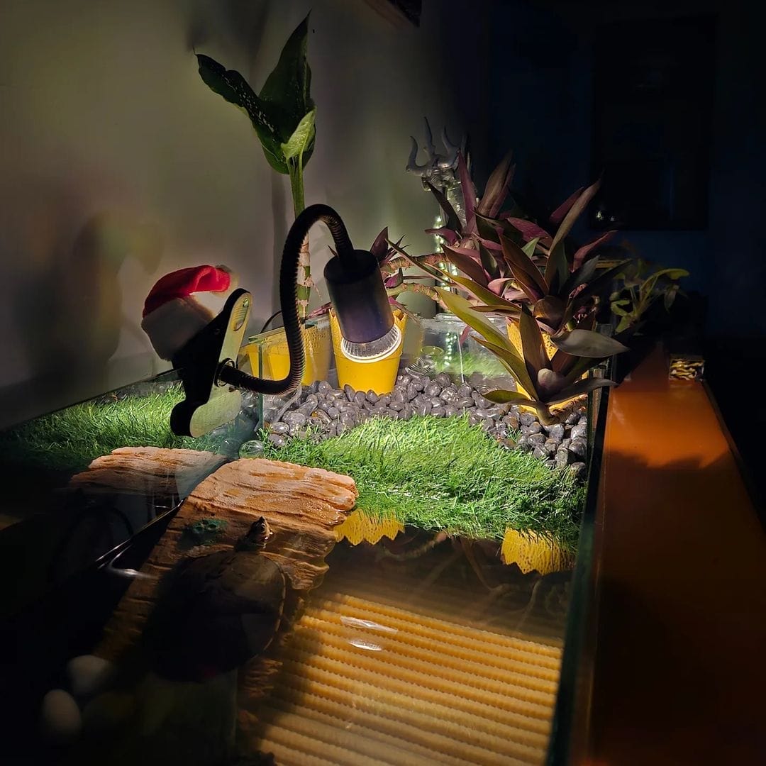 21 DIY Turtle Tank Ideas For Happy Turtles [Budget-Friendly] – The ...