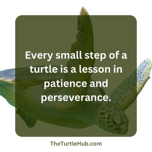 150 Turtle Quotes: Motivational, Inspirational, Cute, Funny, Love, Sea ...