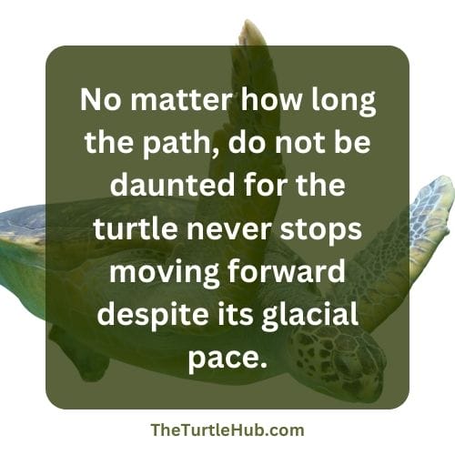 150 Turtle Quotes: Motivational, Inspirational, Cute, Funny, Love, Sea ...