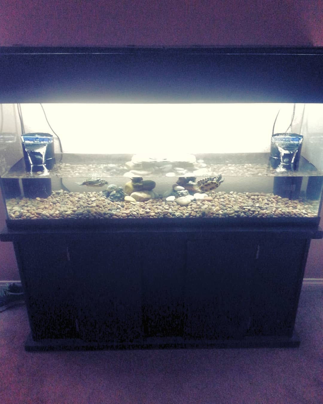 21 DIY Turtle Tank Ideas For Happy Turtles [Budget-Friendly] – The ...