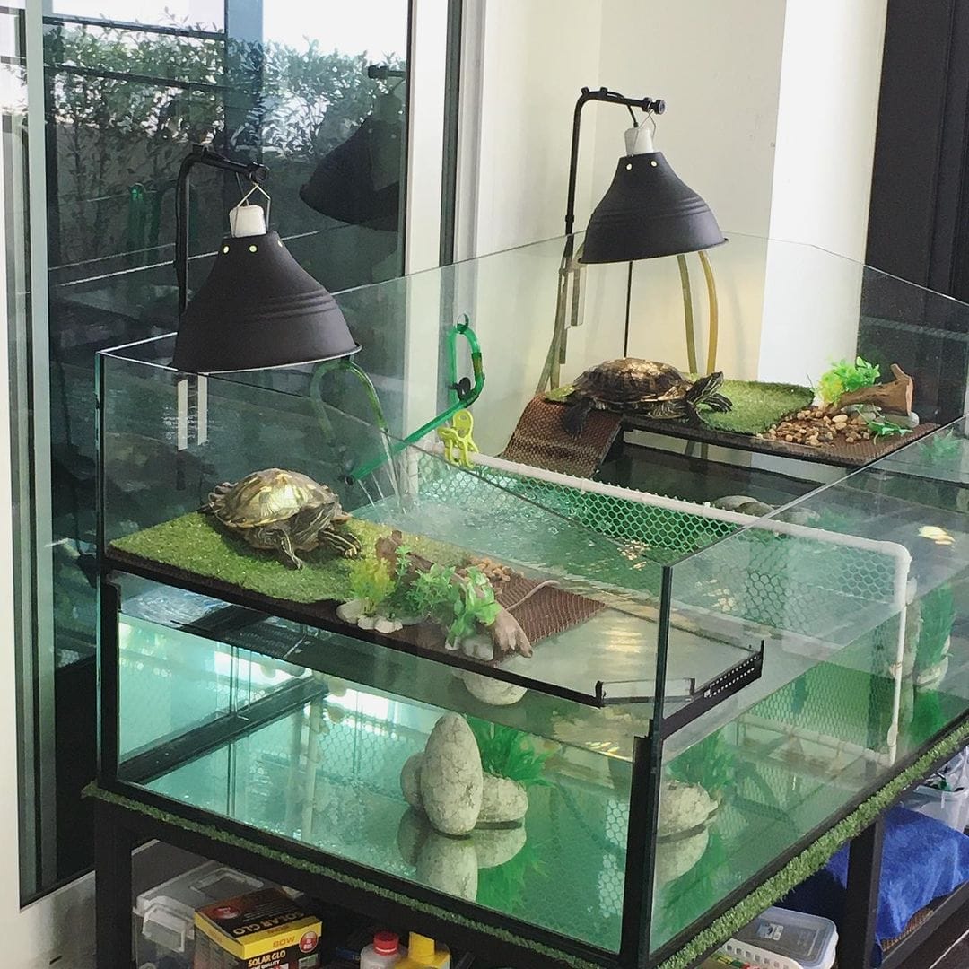 21 DIY Turtle Tank Ideas For Happy Turtles [Budget-Friendly] – The ...